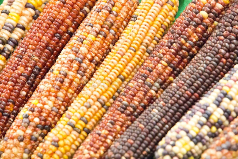 Dried Multi Color Corn Cobs Stock Photos - Free & Royalty-Free Stock ...