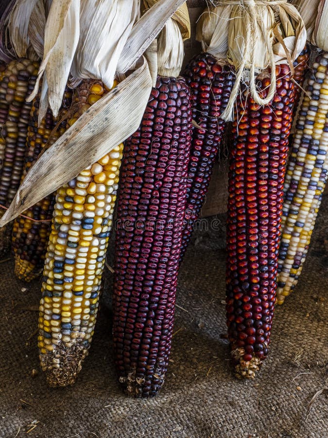 Dried Multicolored Indian Corn Stock Image - Image of multicolored ...