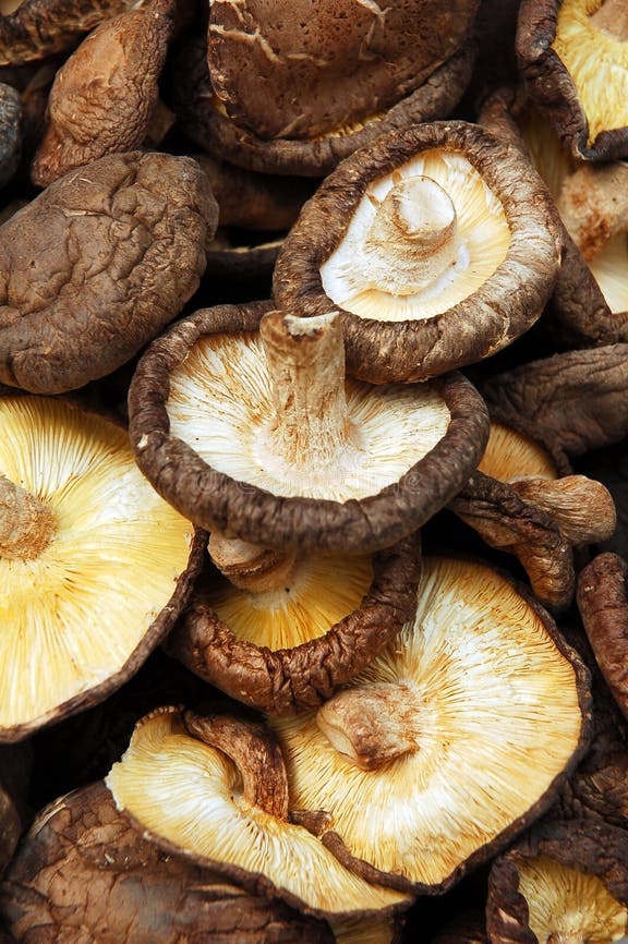 Dried mushrooms stock image. Image of chinese, food, herbal - 2084887