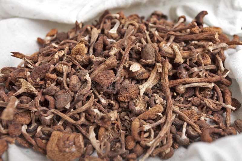 Dried mushrooms stock photo. Image of brown, cepe, harvesting - 69116236