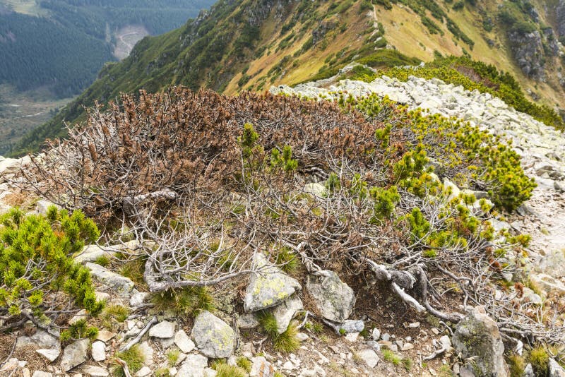 The Dried Needles of Pinus Mugo Turra on the Ridge in the Mountains ...