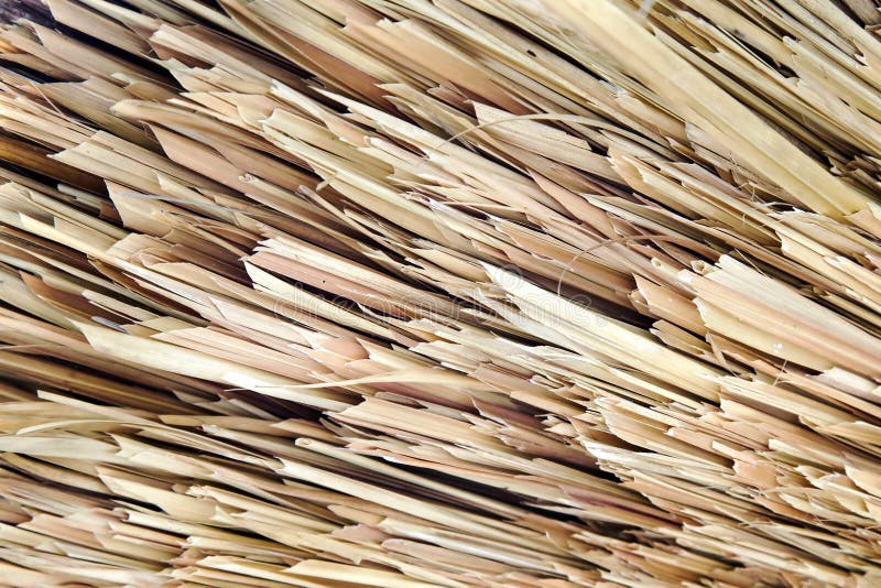 Dried Nypa Fruticans (Nipa Palm) Stock Image - Image of nipah, attap ...