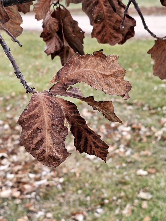 Dried Oak Leaves on an Oak Tree in the Winter Stock Photo - Image of ...