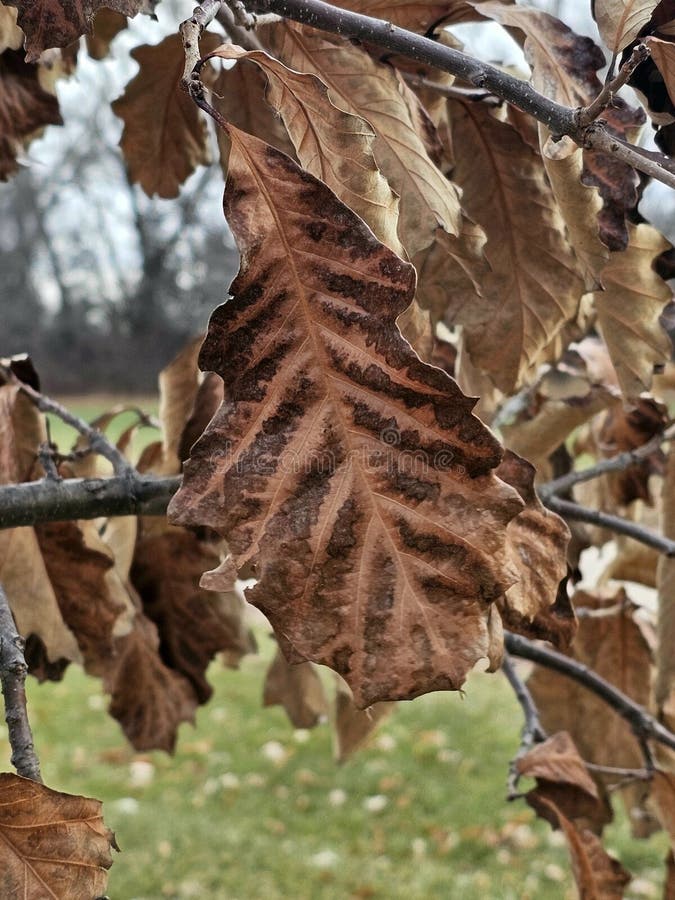 Dried Oak Leaves on an Oak Tree in the Winter Stock Photo - Image of ...