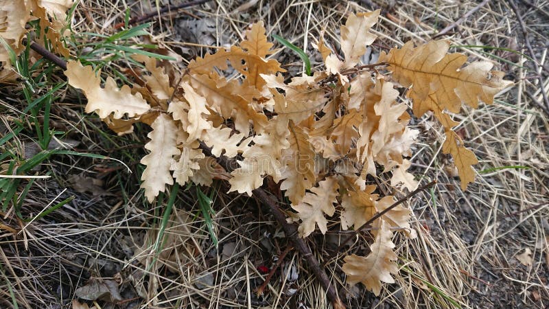 Dried Oak Tree Leaves Backgrounds Stock Image - Image of dried ...