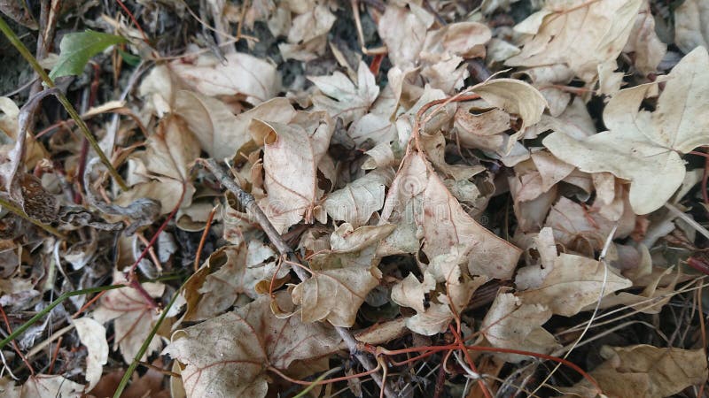 Dried Oak Tree Leaves Backgrounds Stock Image - Image of leaves ...