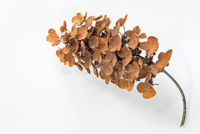 Dried Oakleaf Hydrangea Flower Stock Photo - Image of inflorescence ...