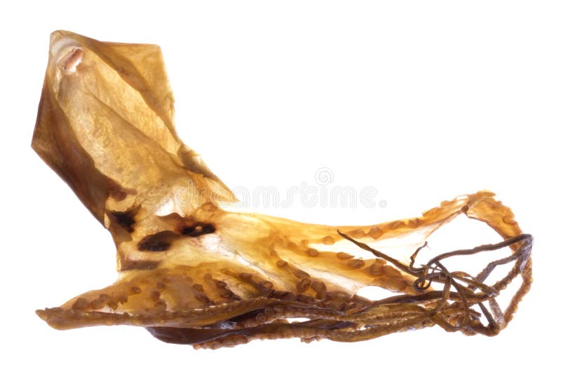 Dried Octopus Isolated stock photo. Image of industry - 9175644