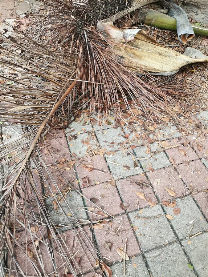 Dried Old Coconut Tree Falling Stock Photo - Image of dried, coco ...