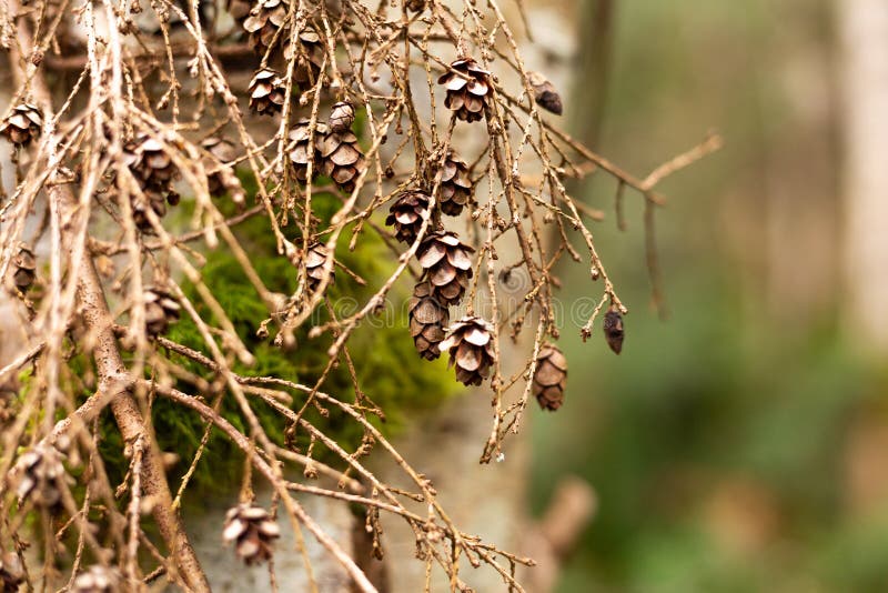 Dried Old Hemlock Pine Cones Stock Image - Image of autumn, hemlock ...