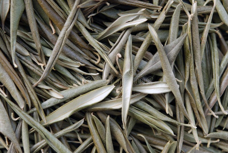 Dried olive leaves stock photo. Image of natural, dried - 18635622