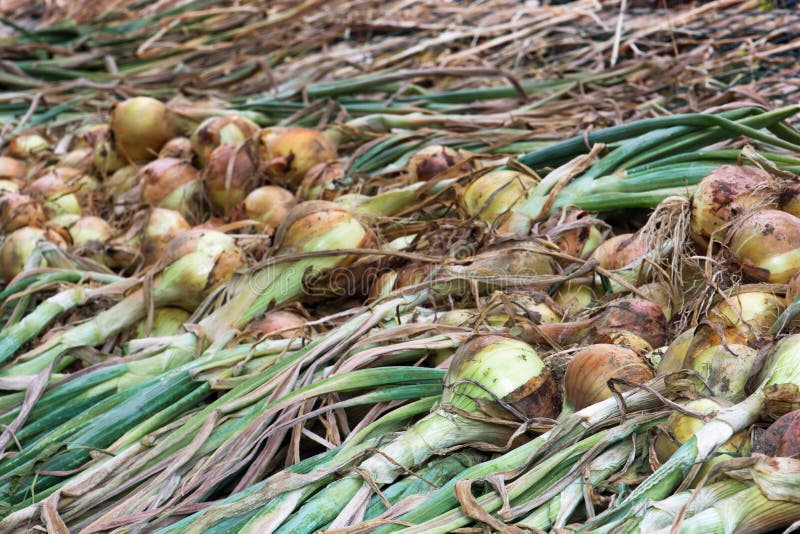 Dried onions stock image. Image of market, farming, harvested - 32375239