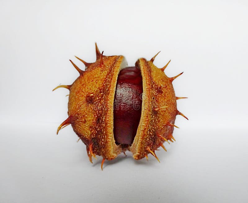 Opened chestnut stock image. Image of botanic, chestnut - 32413437