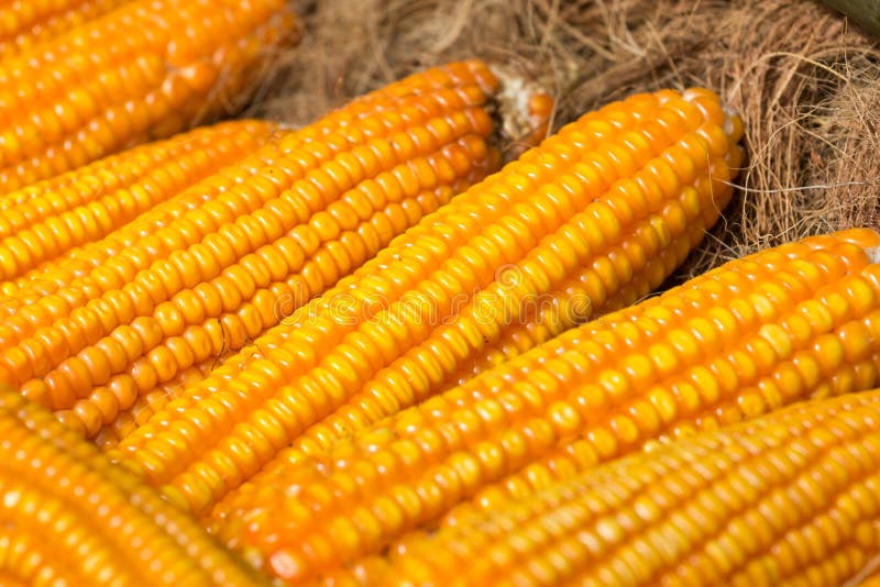Dried Orange Corn on the Cob, Close Up Stock Image - Image of nature ...