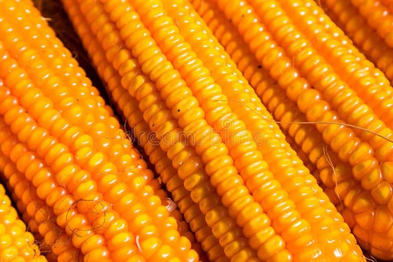 Dried Orange Corn on the Cob, Close Up Stock Image - Image of grain ...