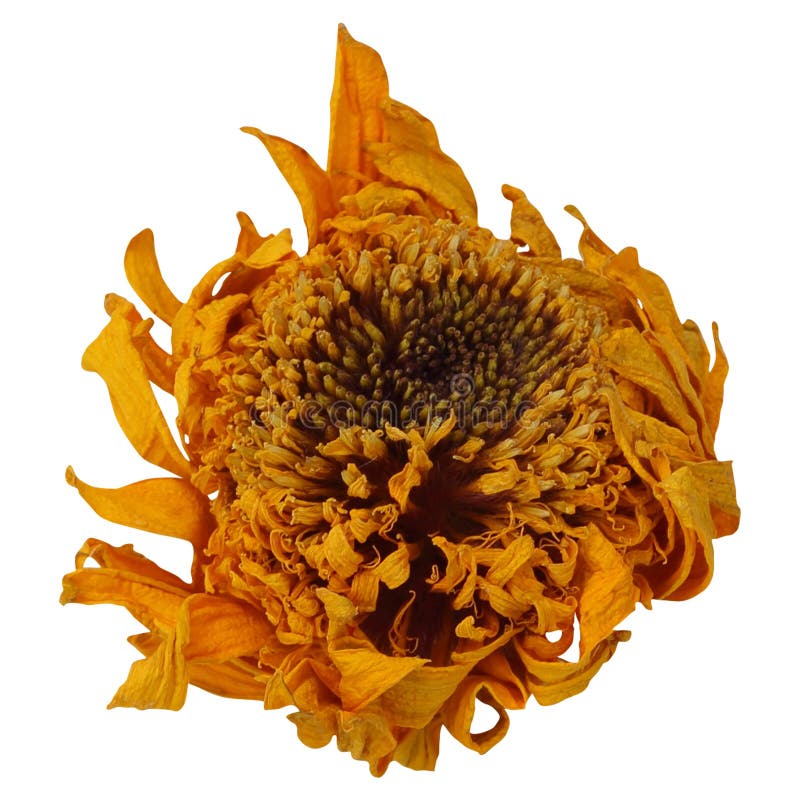 Dried Orange Gerbera Flower Stock Photo - Image of dried, flower: 358028132