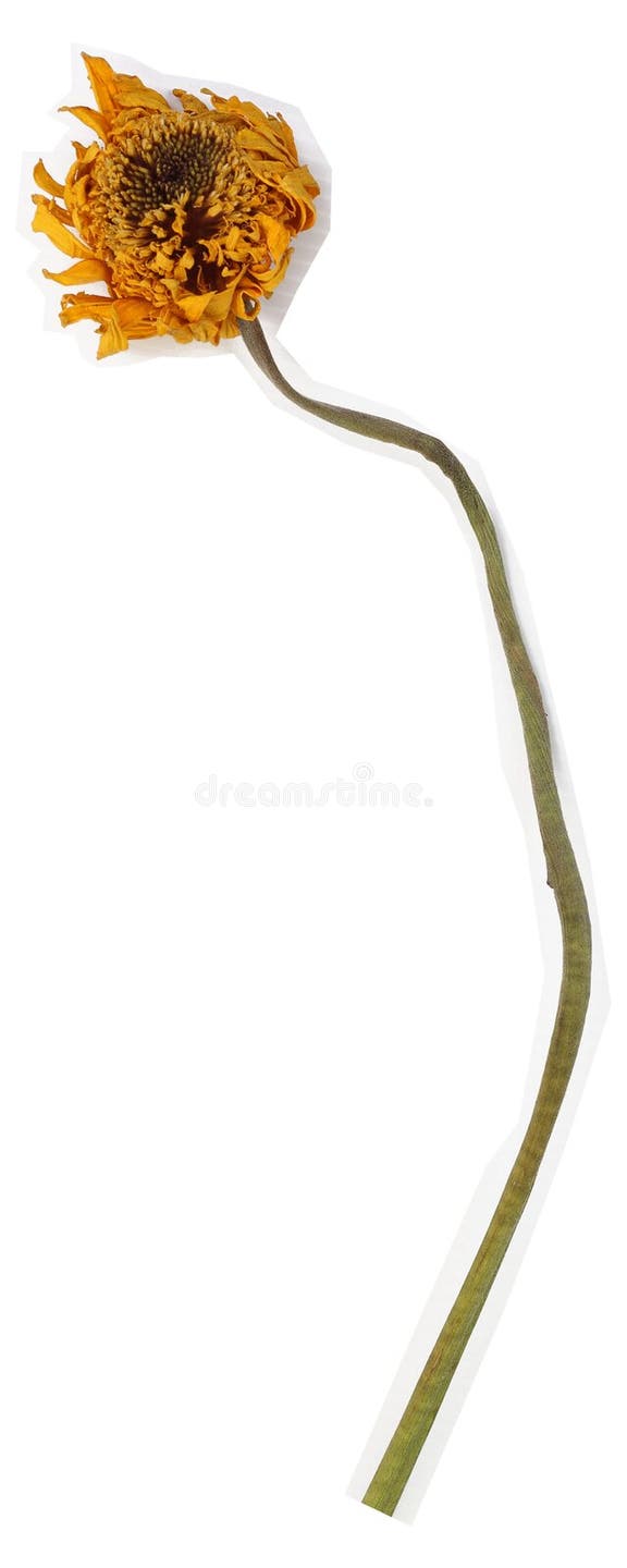 Dried Orange Gerbera Flower Stock Photo - Image of plant, spring: 358028134