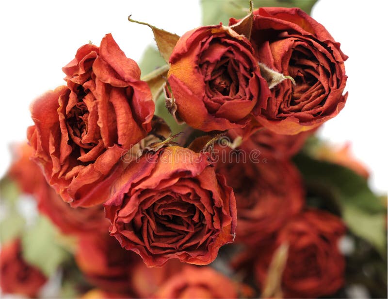 Bunch of rose and teapot stock image. Image of traditional - 28218497