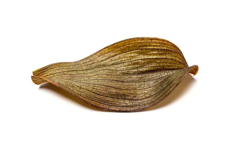 One Dried Wavy Orchid Leaf on White Background Stock Photo - Image of ...