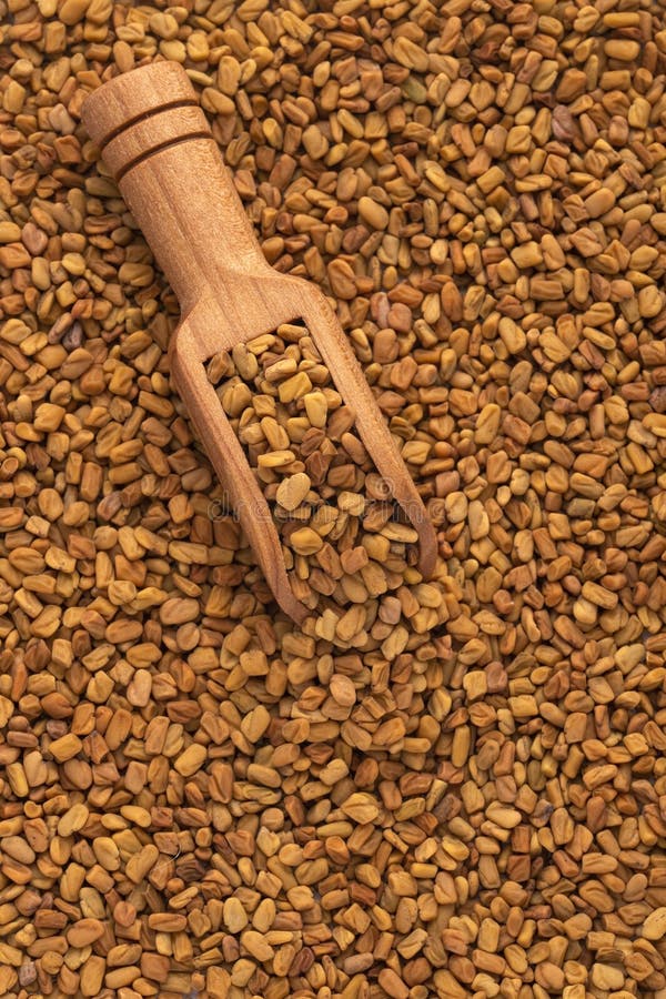 Trigonella Foenum-graecum - Dried Organic Fenugreek Seeds in the Spoon ... Trigonella Foenum-graecum - Dried Organic Fenugreek Seeds in the Spoon ...