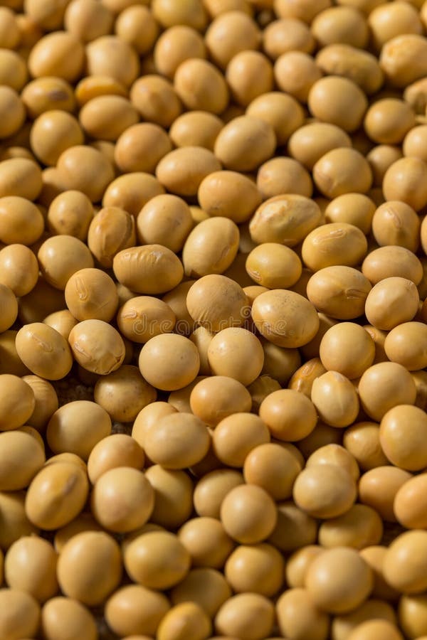 Dried Organic Soy Beans stock photo. Image of vegan - 306558646