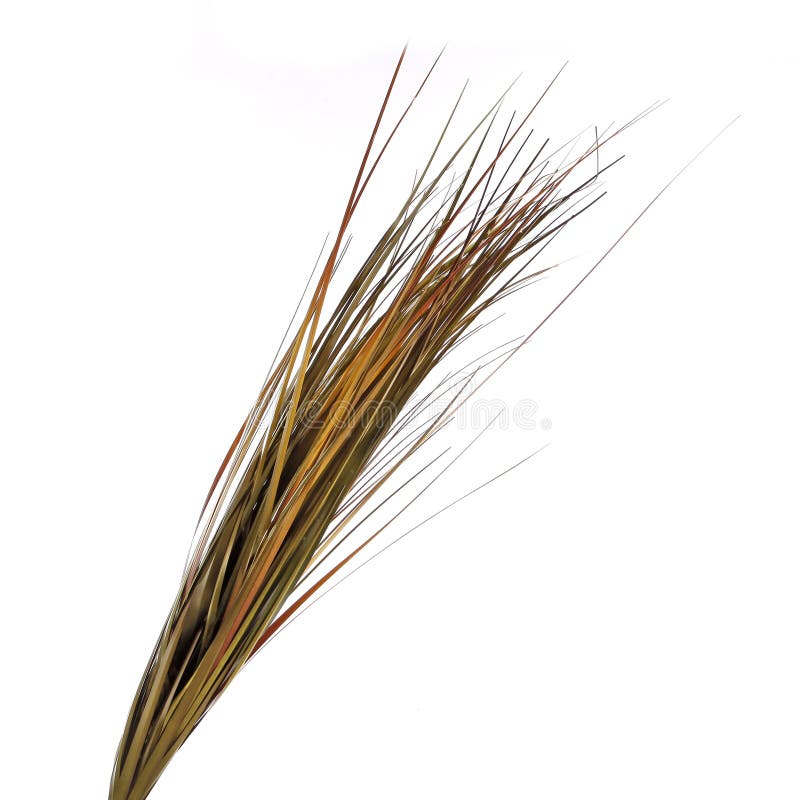 Dried Ornamental Grass Clump Isolated on White Stock Image - Image of ...