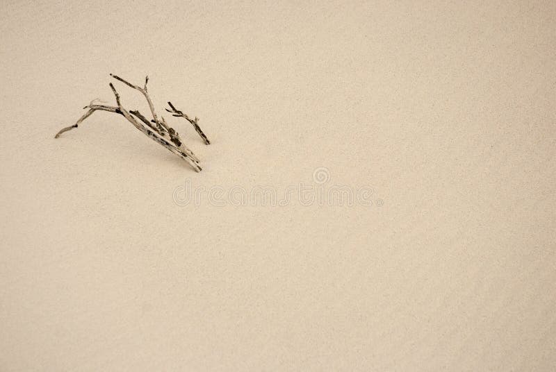 Dried Out Branch on Desert Sand Stock Image - Image of bush, ripple ...