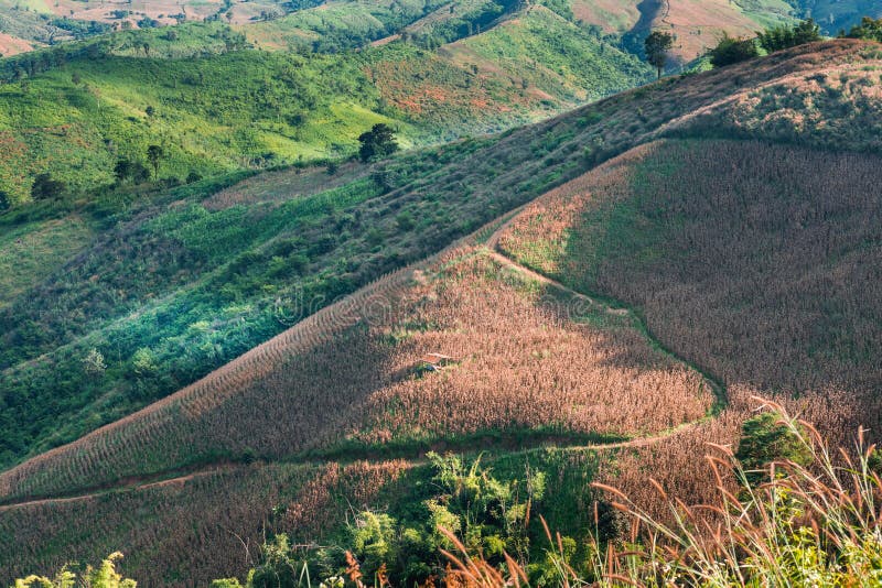 Dried out corn field stock photo. Image of sunset, landscape - 138077110