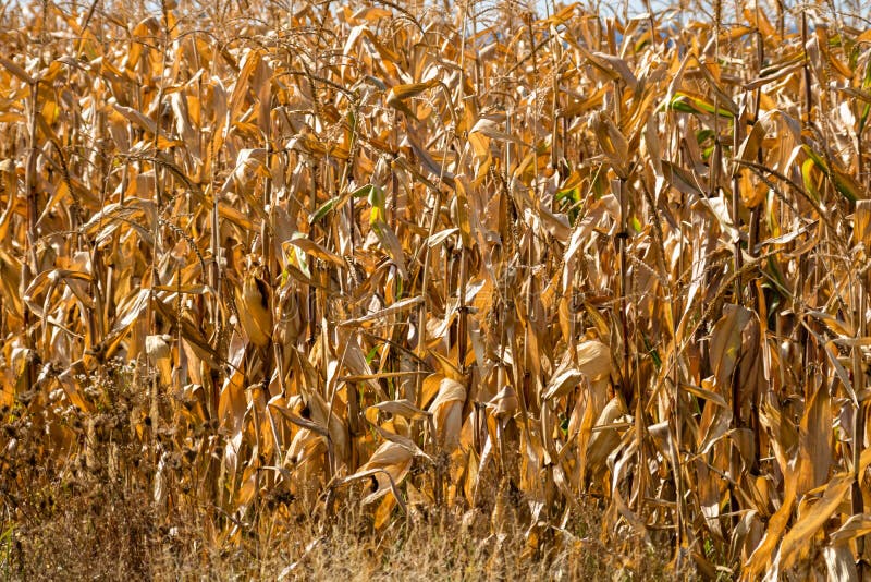 Dried Out Corn Field. Ripe Corn Left To Dry Stock Image - Image of ...