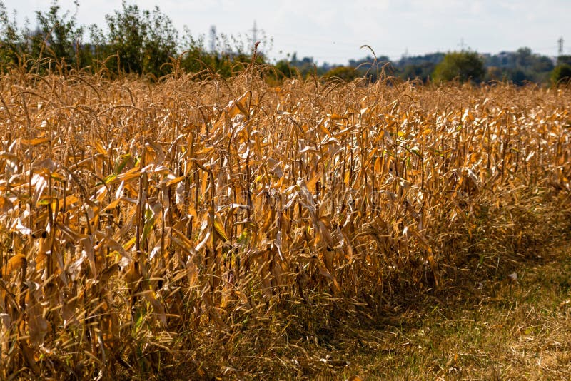 Dried Out Corn Field. Ripe Corn Left To Dry Stock Image - Image of ...