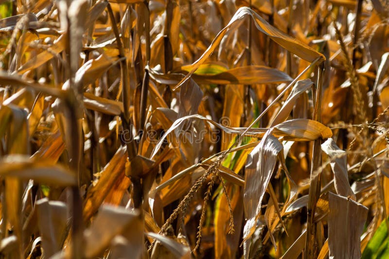 Dried Out Corn Field. Ripe Corn Left To Dry Stock Photo - Image of crop ...