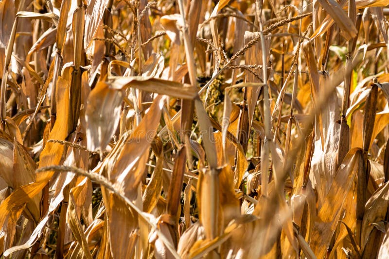 Dried Out Corn Field. Ripe Corn Left To Dry Stock Image - Image of ...