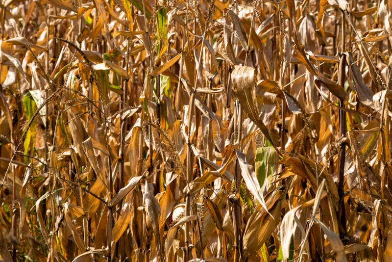 Dried Out Corn Field. Ripe Corn Left To Dry Stock Photo - Image of crop ...