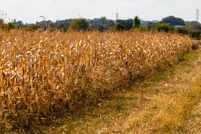 Dried Out Corn Field. Ripe Corn Left To Dry Stock Photo - Image of ...