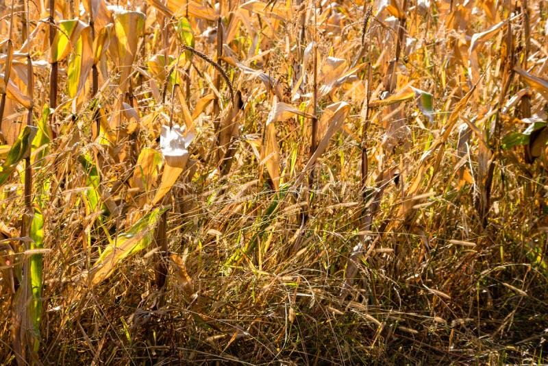 Dried Out Corn Field. Ripe Corn Left To Dry Stock Photo - Image of corn ...