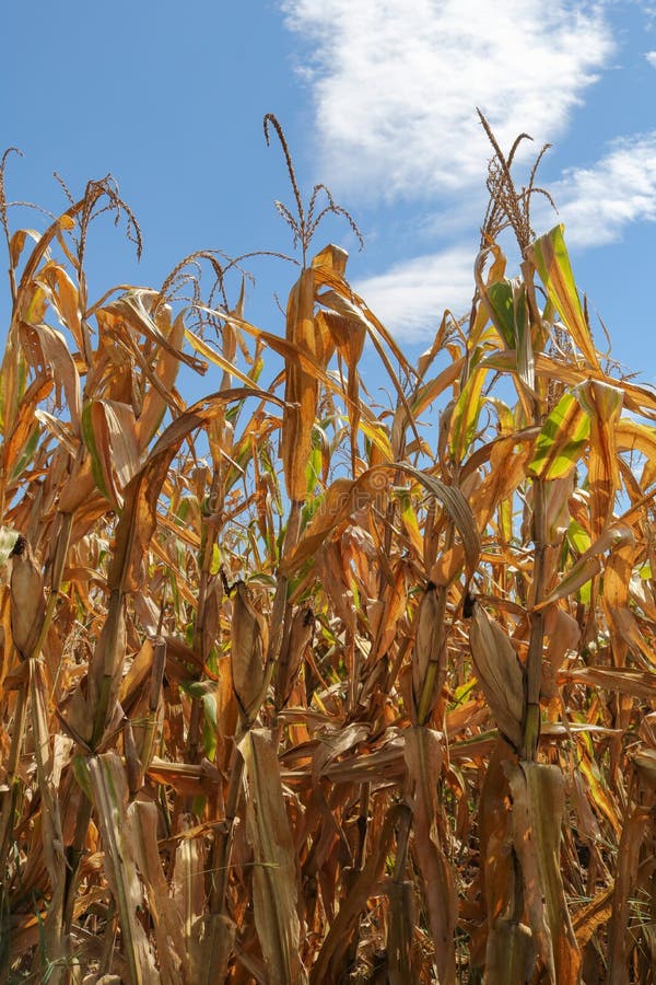 Dried out corn plants stock image. Image of corn, plant - 167337819