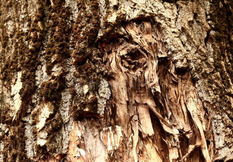 Beaten Choppy Tree Bark Texture Background Stock Photos - Free ...