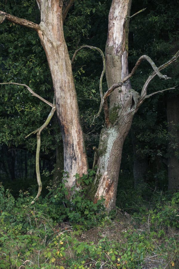 Dried Out Dead Tree in a Clearing in a Forest Stock Image - Image of ...