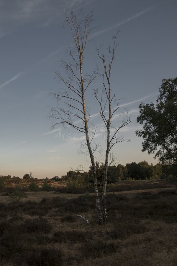 Dried Out Dead Tree in a Clearing in a Forest Stock Photo - Image of ...