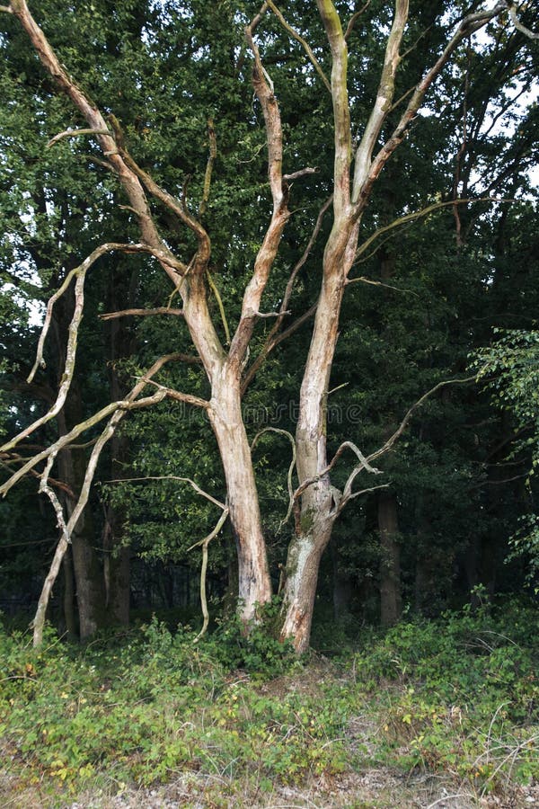 Dried Out Dead Tree in a Clearing in a Forest Stock Image - Image of ...