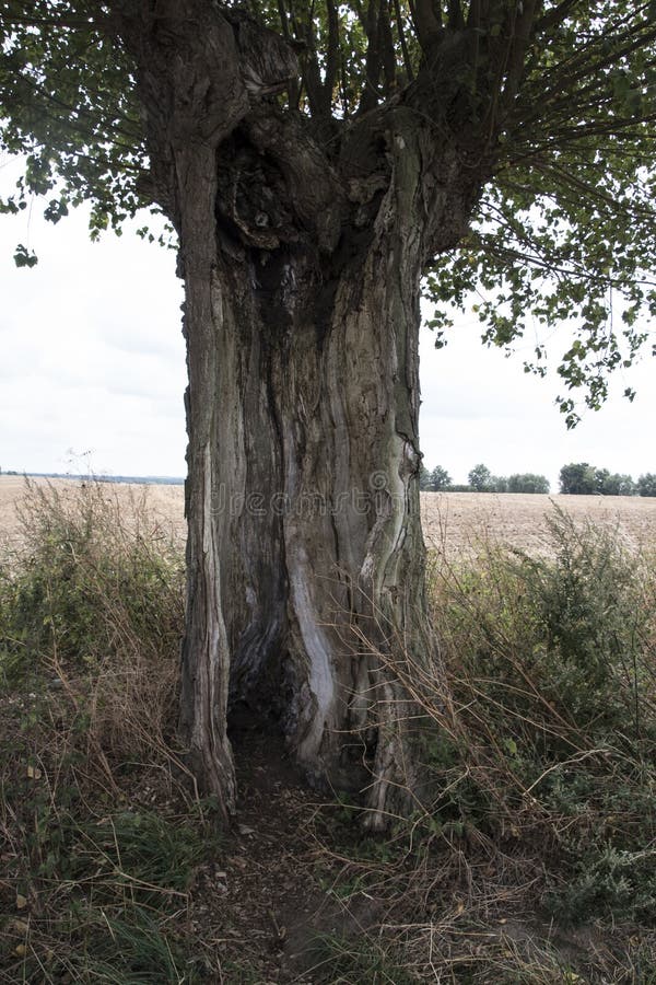 Dried Out Dead Tree in a Clearing in a Forest Stock Photo - Image of ...