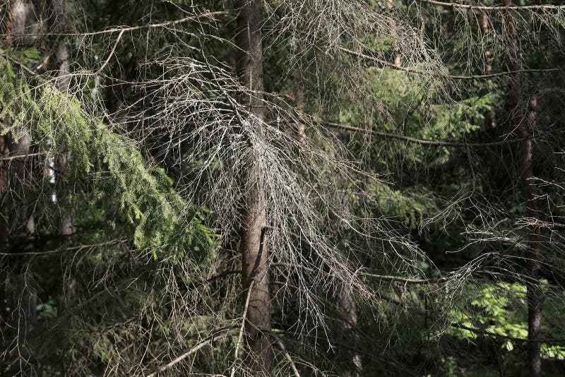 A Dried Out Dead Tree among Other Green Pines Stock Image - Image of ...