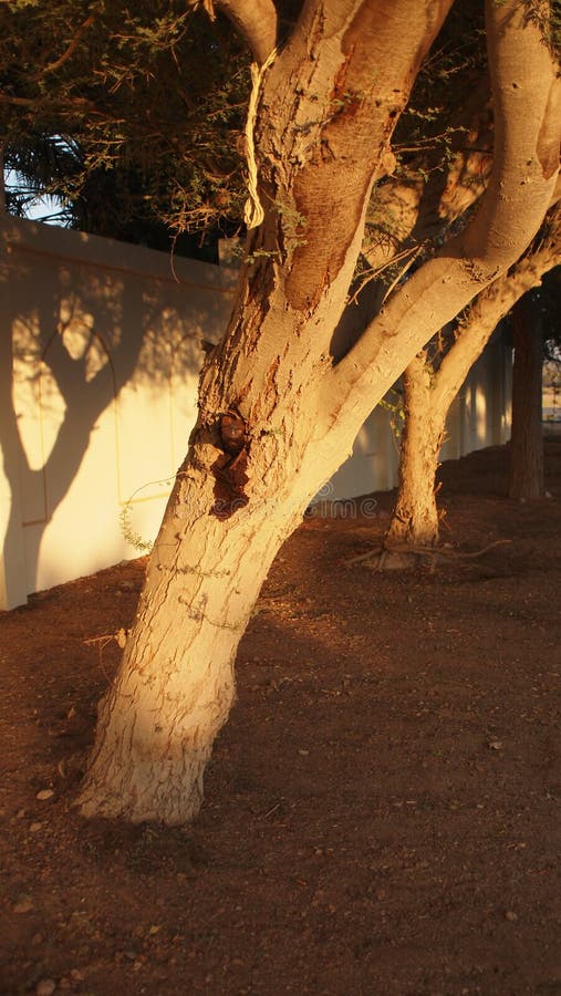 Dried Out Desert Tree of the UAE Stock Image - Image of tree, desert ...