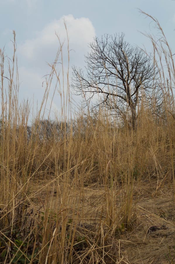 Dried Out Field with Dry Grass and Tree Branches Stock Photo - Image of ...