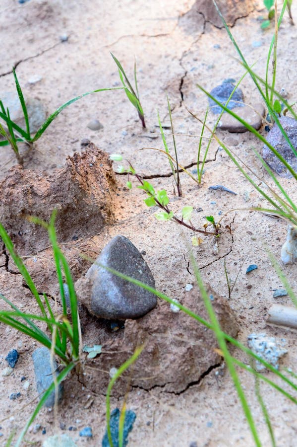 Dried Out Field with Stones and Some Grass Stock Image - Image of land ...