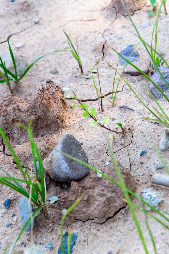 Dried Out Field with Stones and Some Grass Stock Image - Image of land ...
