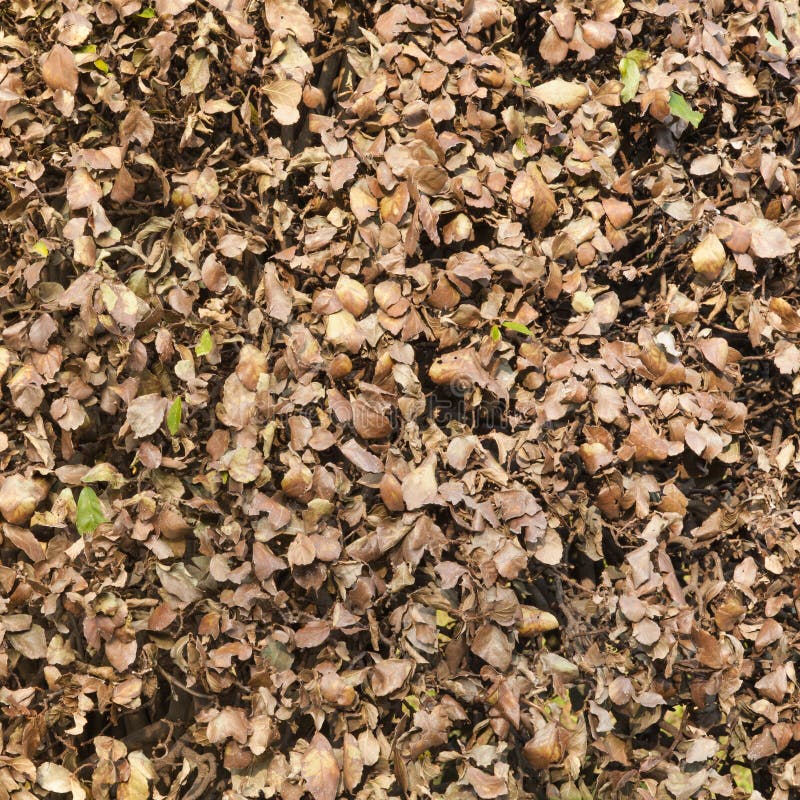 Dried out leaves stock photo. Image of brown, unhealthy - 36810366