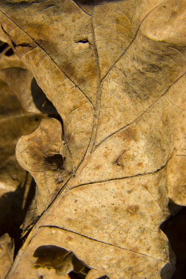 Dried out old leaf stock photo. Image of fragility, backgrounds - 19224806
