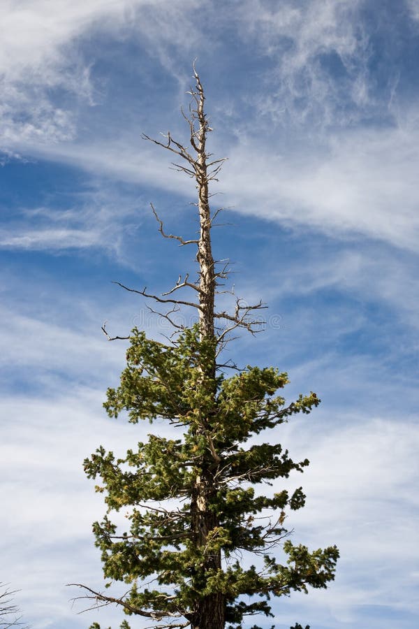 Old dying tree stock photo. Image of tall, woods, dying - 16520968