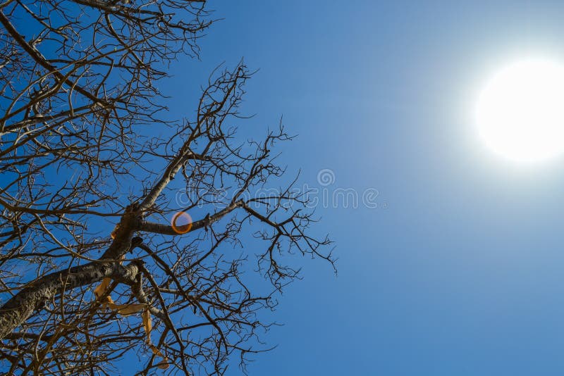 Dried out Tree stock photo. Image of land, concept, lonely - 93265464